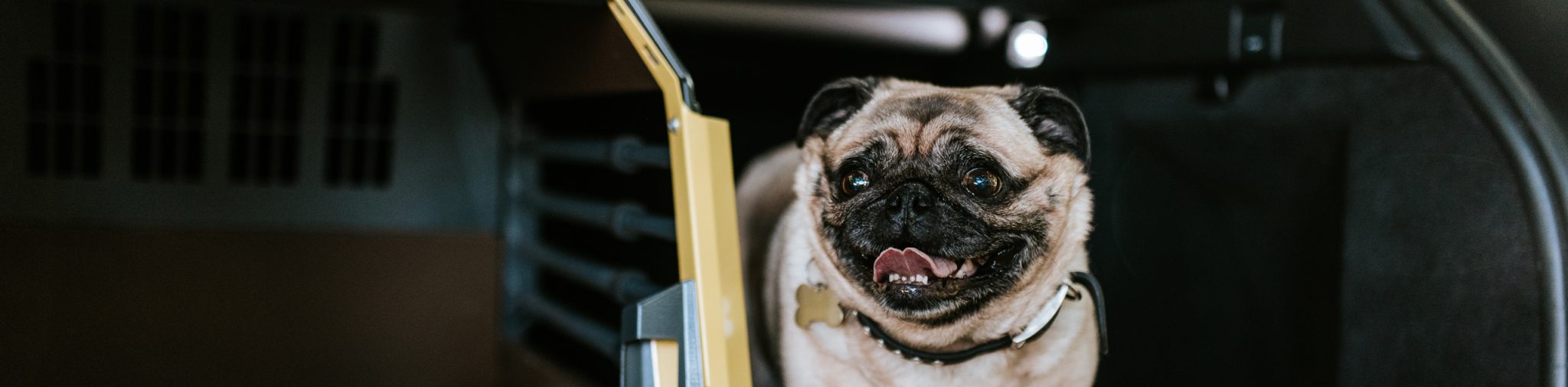 Dog Crates For Sale Melbourne, Sydney & Australia | Pet Cages & Crates ...